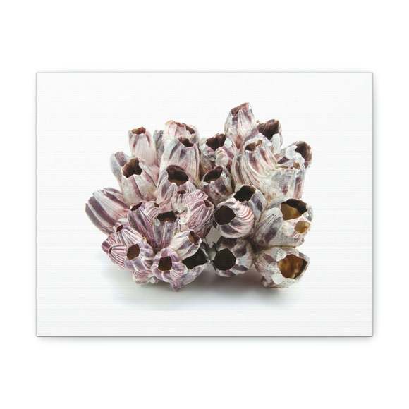 Express Your Love Gifts | Art | Barnacle Seashell Isolated On White ...